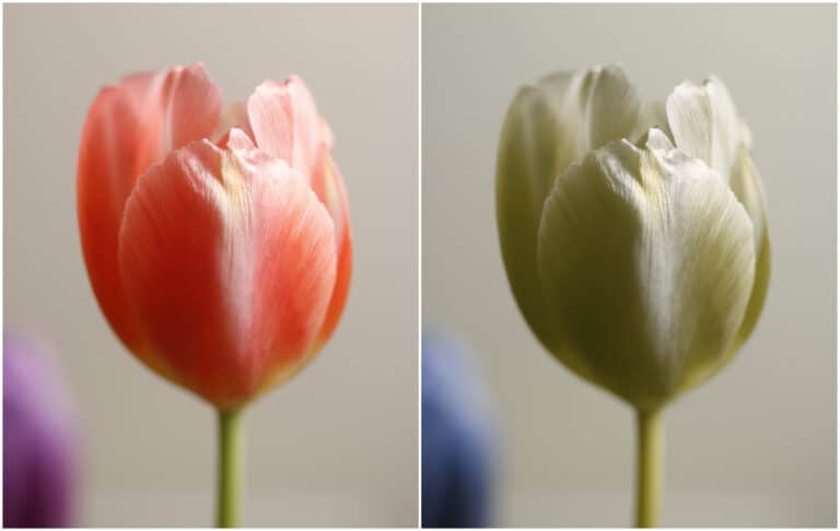 What Color Blindness Really Looks Like